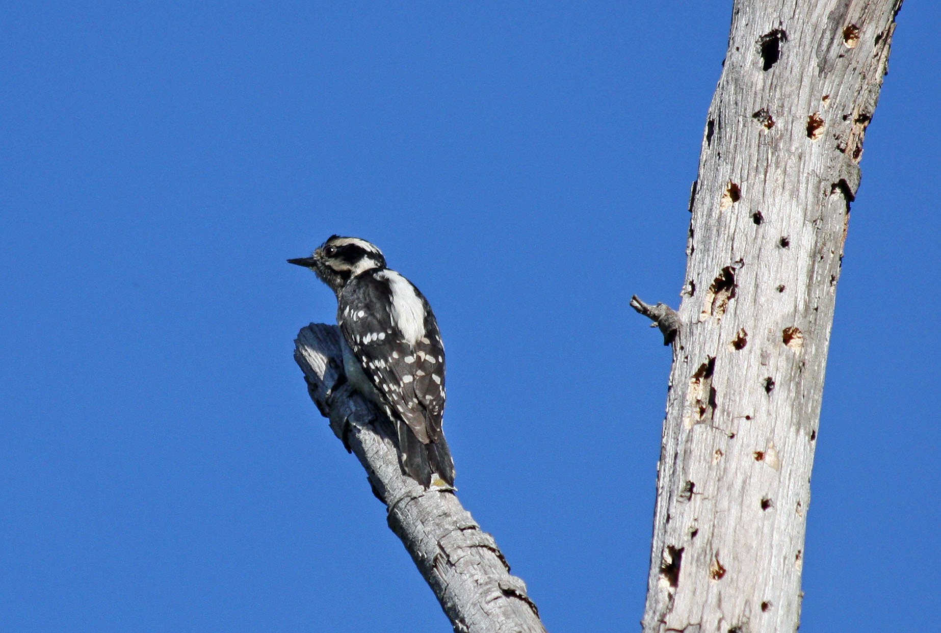 Downy Woodpecker, Picoides pubescens